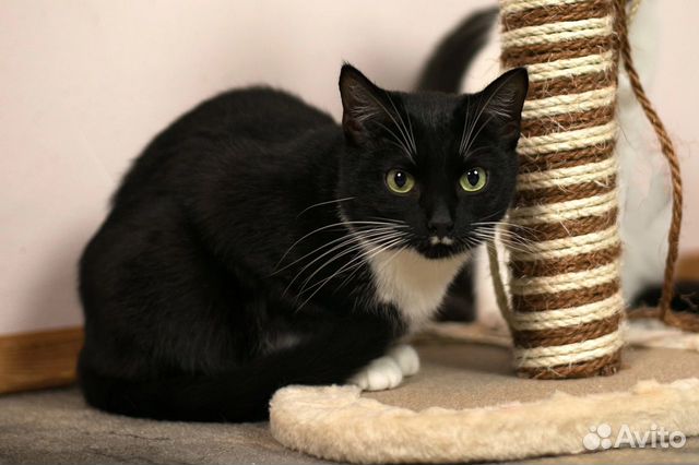 Кошка Сабрина в добрые руки