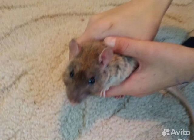 Крыса дамбо ручная