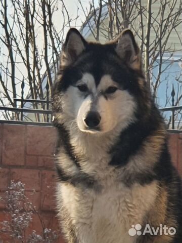 Отдадим аляскинского маламута
