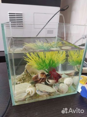 Аквариумные рыбки