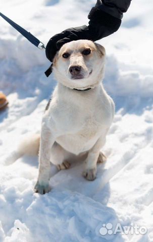 Ласковой девочке Масяне нужен человек