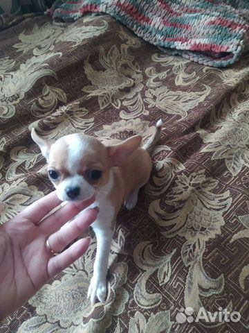 Чихуахуа девочка