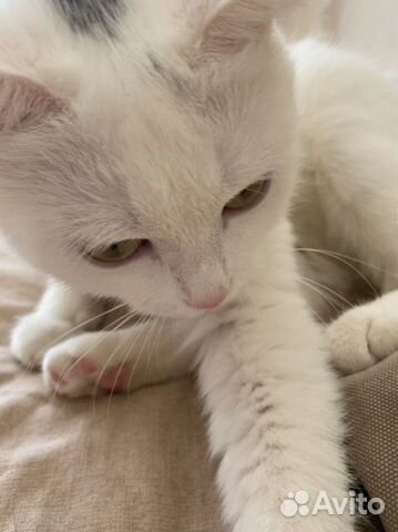 Кошка