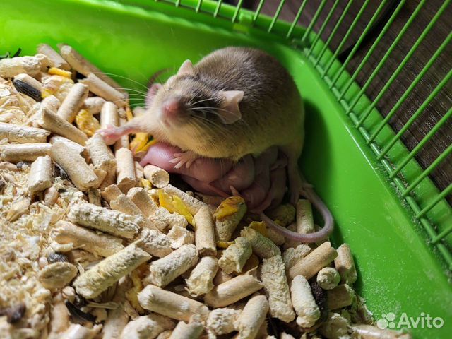 Кормовые мыши голыши живые