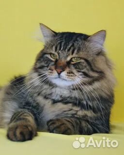 Ищу кормящую кошку для котёнка