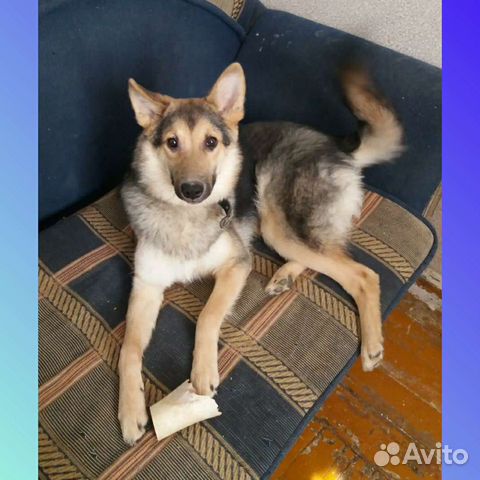 Собака в добрые руки