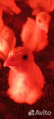 Индюшата биг 6, подрощеные, от 18.03.2022