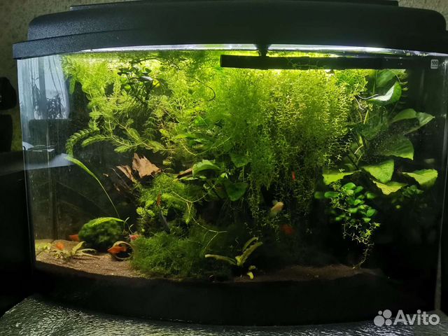 Аквариум
