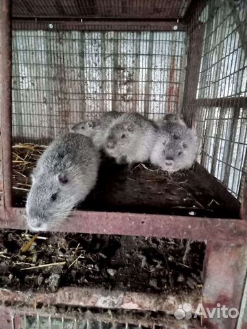 Продаются нутрии