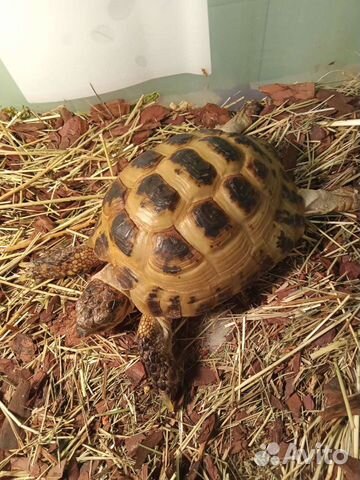 Черепаха сухопутная