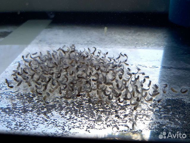 Икра аксолотля