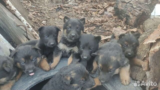 Щенки немцы