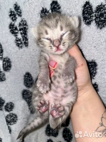 Британские котята