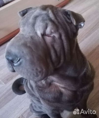 Щенки шарпей