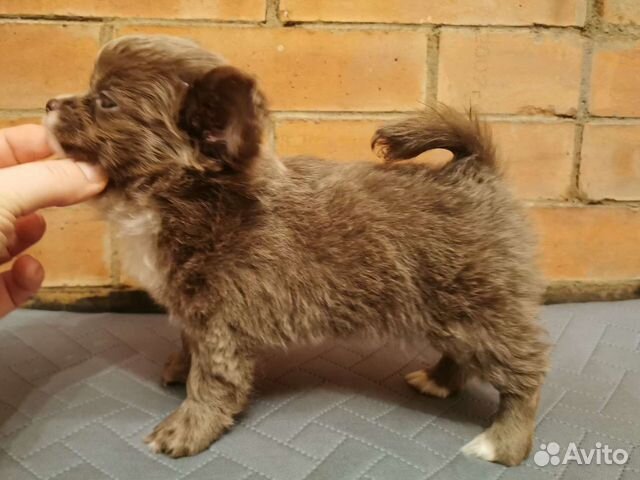 Чихуахуа девочка Лиловая дш