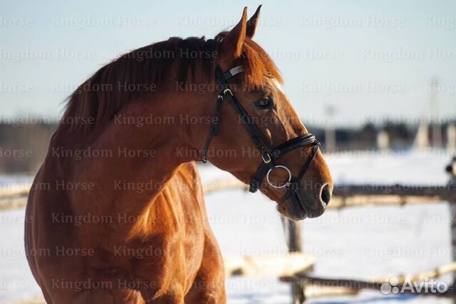 Полукровный жеребец 2017г.р