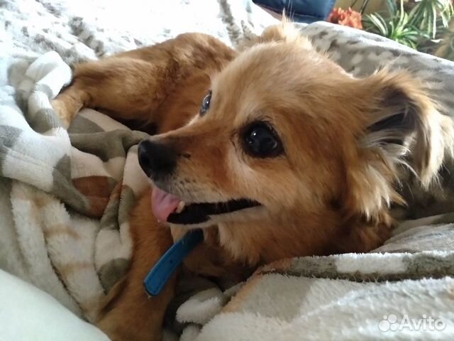 Крошка, 4 кг, само спокойствие