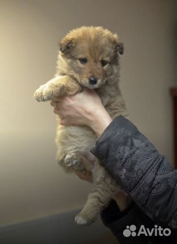 Щенки 2 месяца