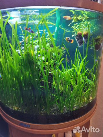 Аквариумные растения валиснерия