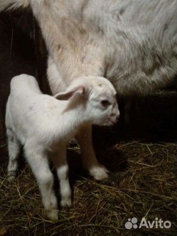 Козлята от Русской белой козы