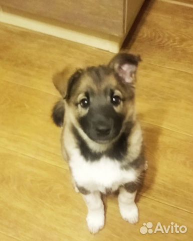 Помесный щенок в дар