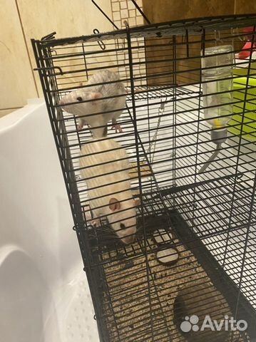 2 милые крыски