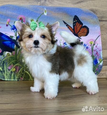 Йорк мини мальчик цветного йорка