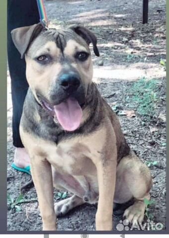 Метис стаффа