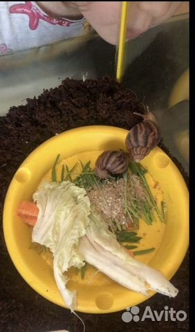 Ахатина иммакулята