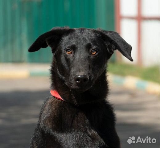 Весёлый Фрейд в добрые руки