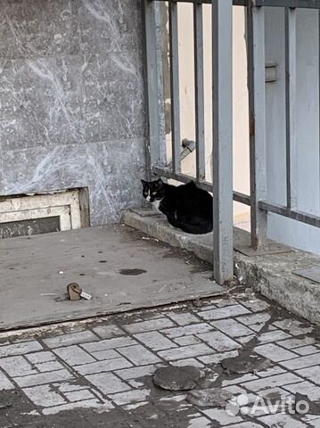 Нашелся котик