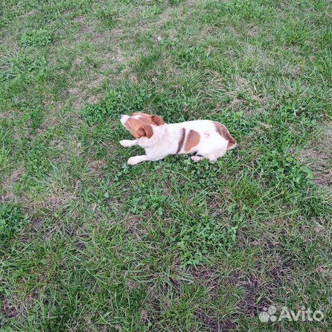 Собака в добрые руки отдам бесплатно