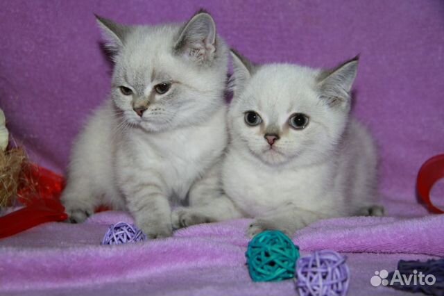 Шикарные котята -мальчик и девочка