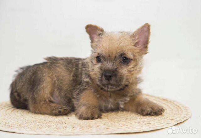 Норвич терьер мальчики