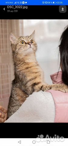 Кошка в дар бесплатно