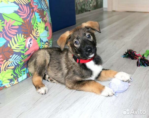 Щенок Максик ищет дом