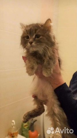 Кошечка ищет дом