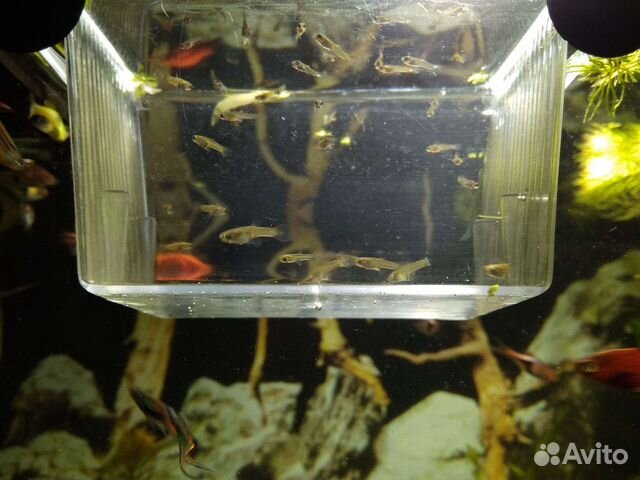 Мальки гуппи обмен на акв или комн растения