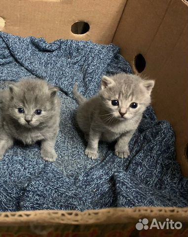 Британские котята