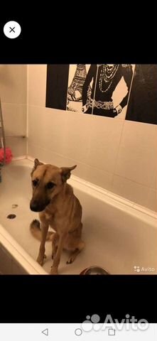 Собака. Нужна помощь