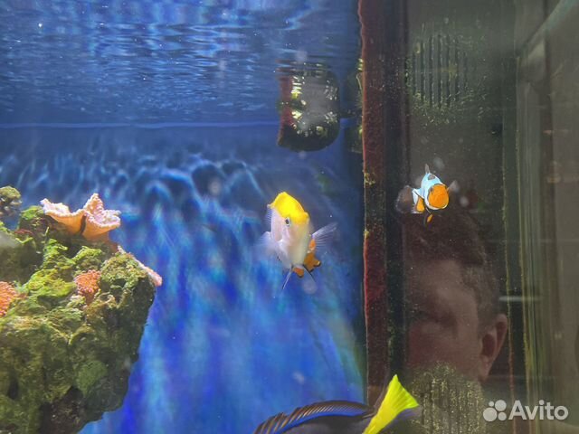 Рыба хризиптера 5см