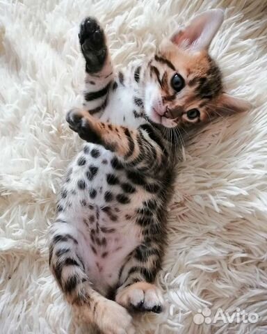 Бенгальские котята с документами