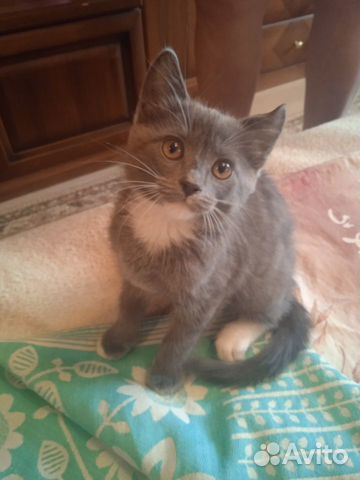 Котик игривый в добрые руки