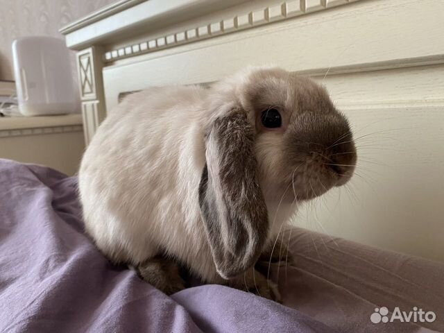 Кролик карликовый рексобаран для вязки