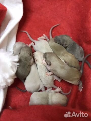Крысята дамбо вельветины и стандарт мальчики