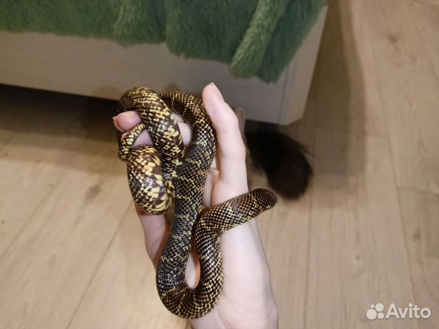 Королевская змея брукса