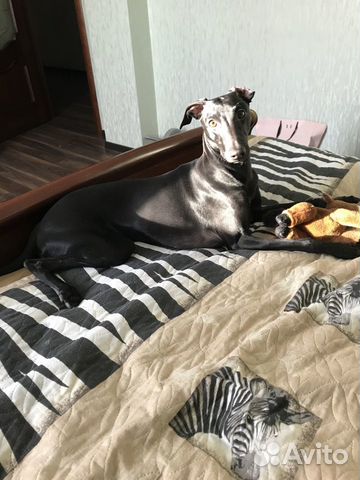 Мальчик левретки для вязки