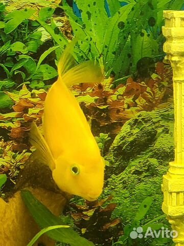 Рыба желтый попугай