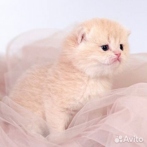 Эффектные британские котята