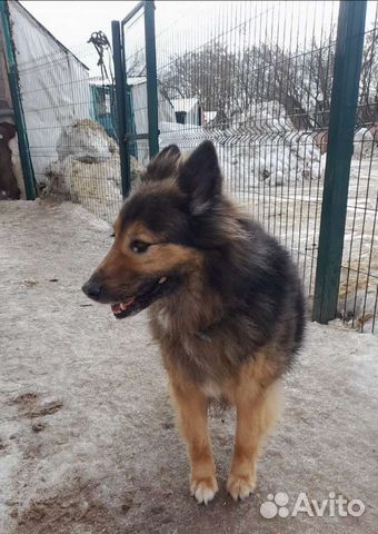Ежевичка в лучшие руки